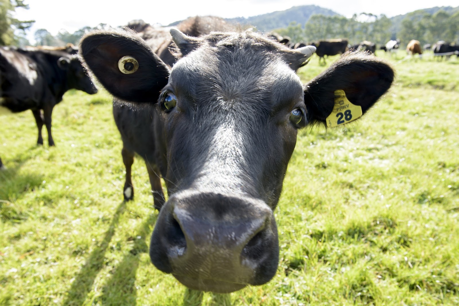 Adventuring New Zealand: Cows!