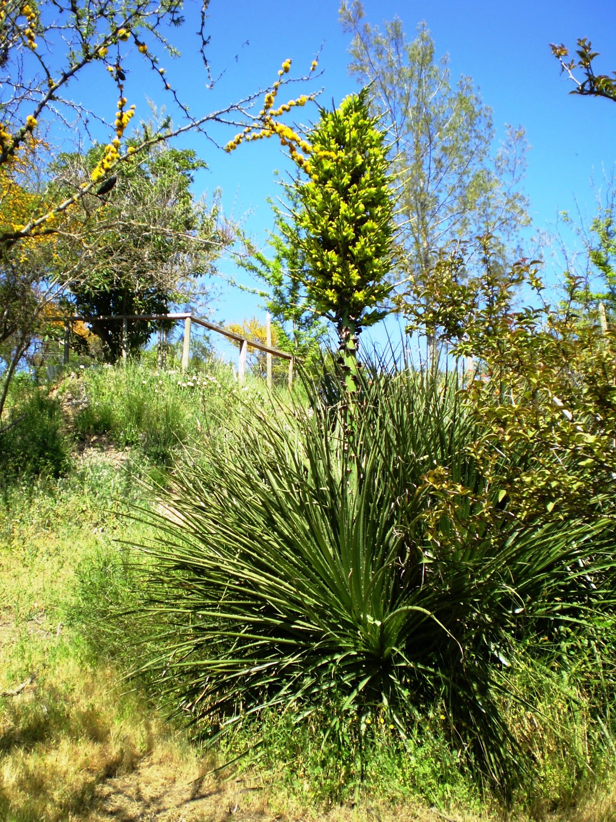 Fernando Ruz: Plantas nativas de Chile: Chagual (Puya chilensis)