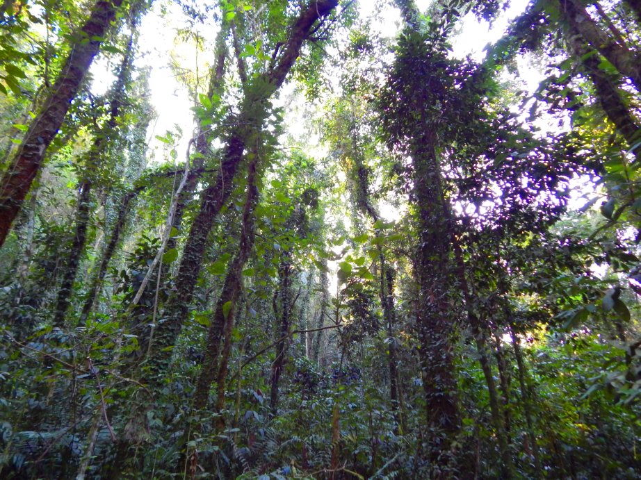GeoAtelier SementeS : Coleta e Cultivo
