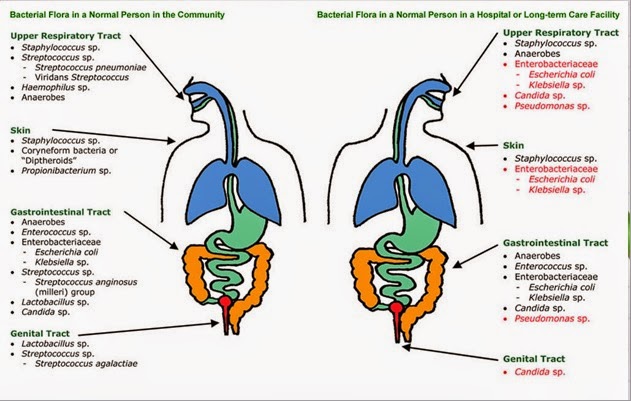 mikro flora normal manusia | healthy