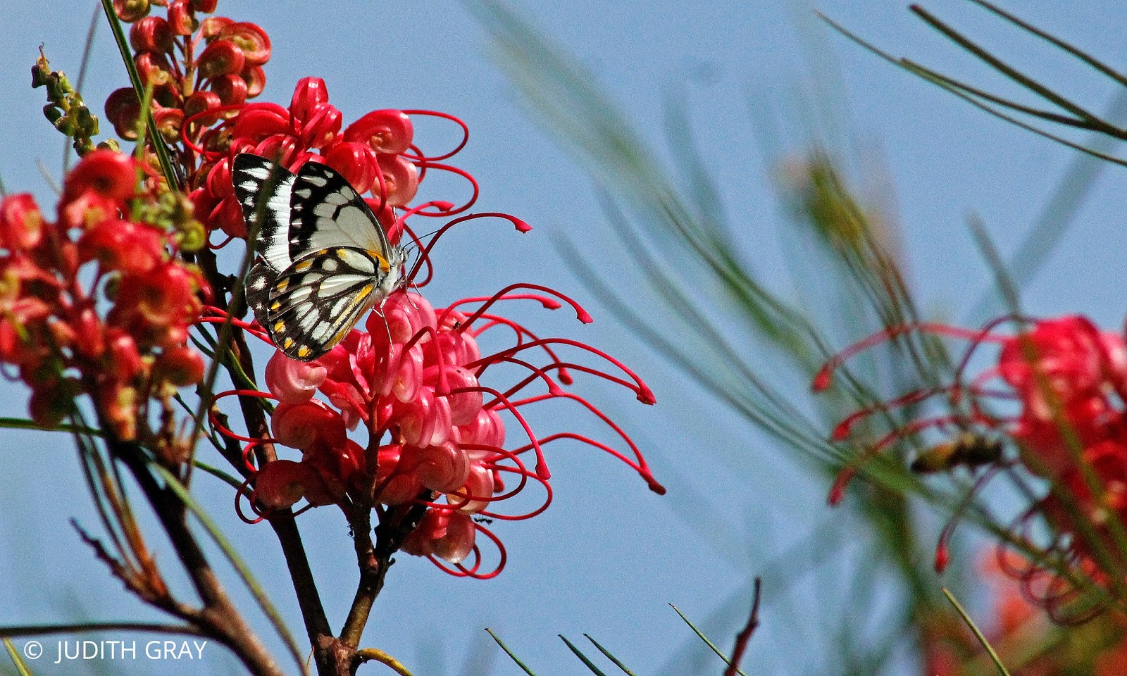 Caper White Butterfly Migration 2016