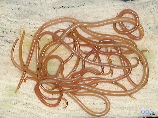 Hewan Cacing ( Vermes ) | Indonesia Belajar