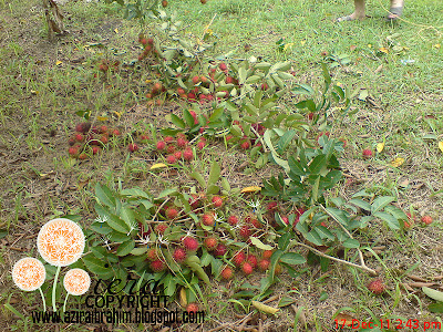 :: BiNgKiSaN KeHiDuPaNKU ::: Pasar Tani Rembau dan Mengait Rambutan