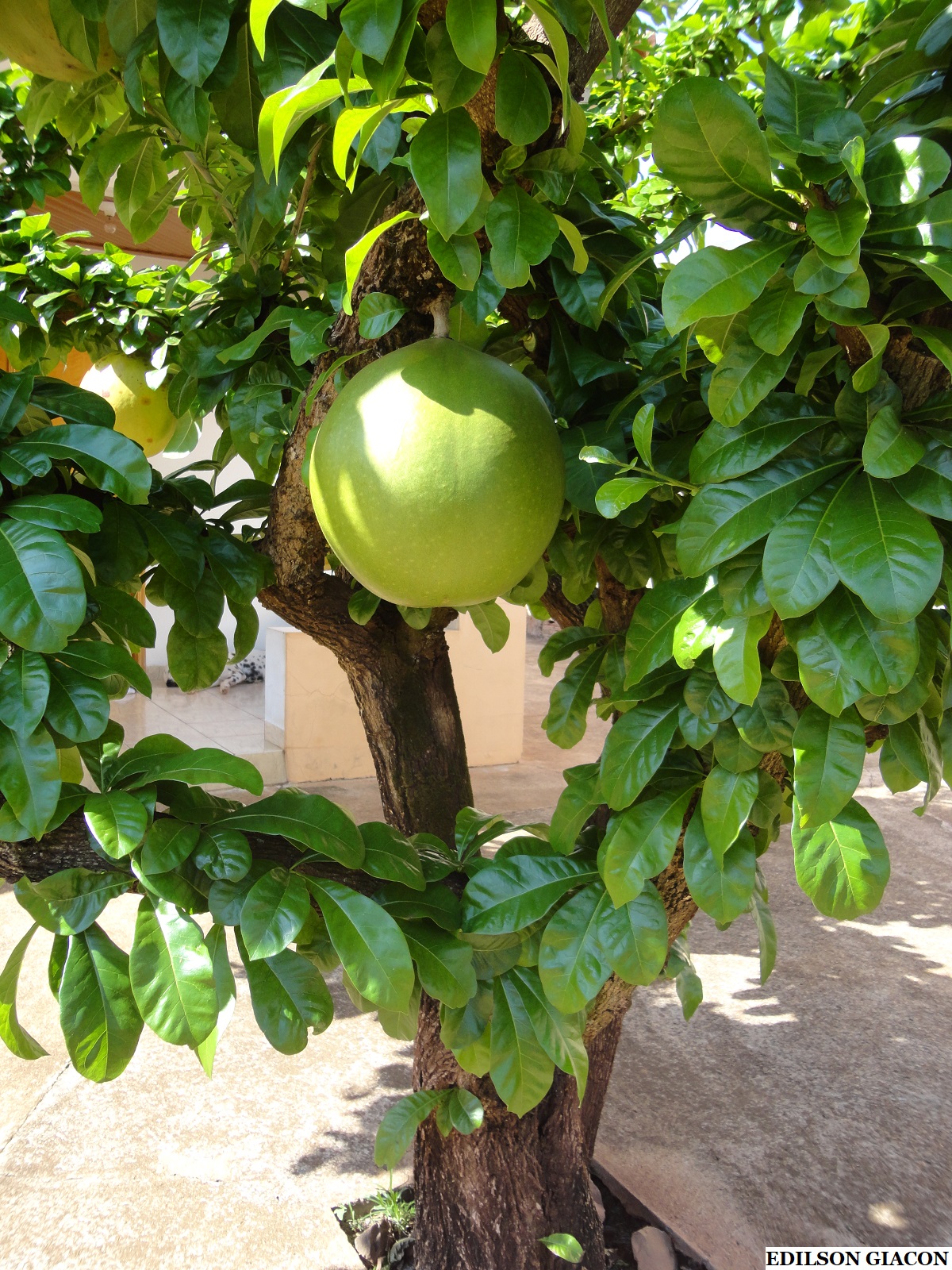 Viveiro Ciprest - Plantas Nativas e Exóticas: Cuietê ou Coité ...