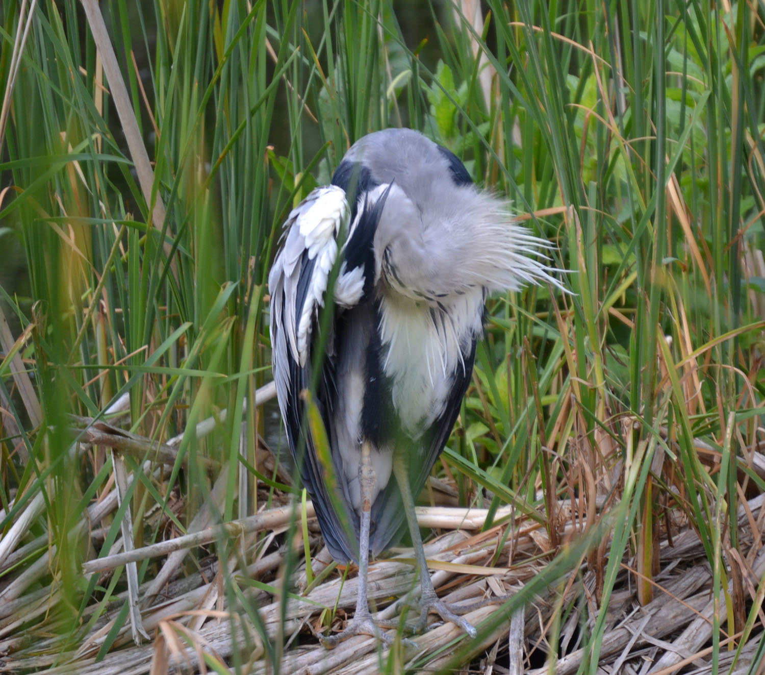 Woods Walks and Wildlife: Scandinavian sights, Part 1: Copenhagen birds