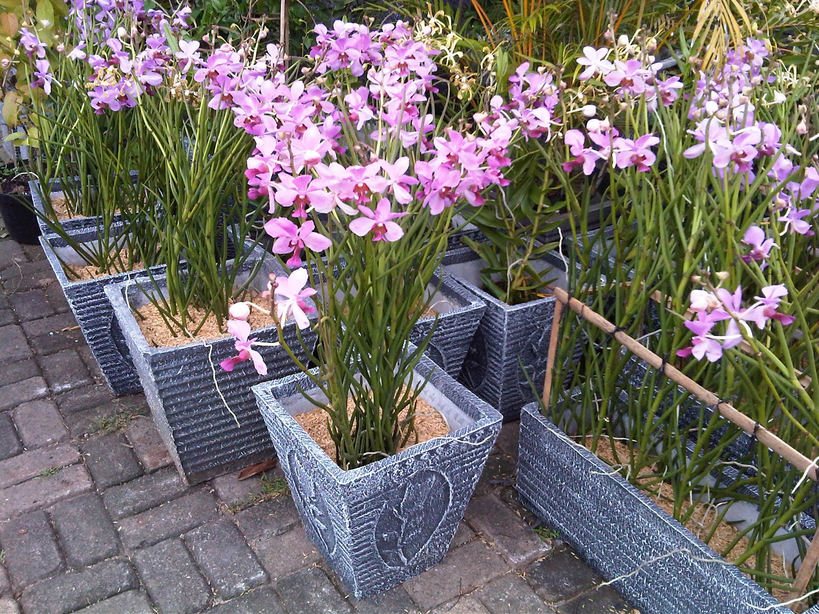 20+ Top Desain Taman Dengan Bunga Anggrek