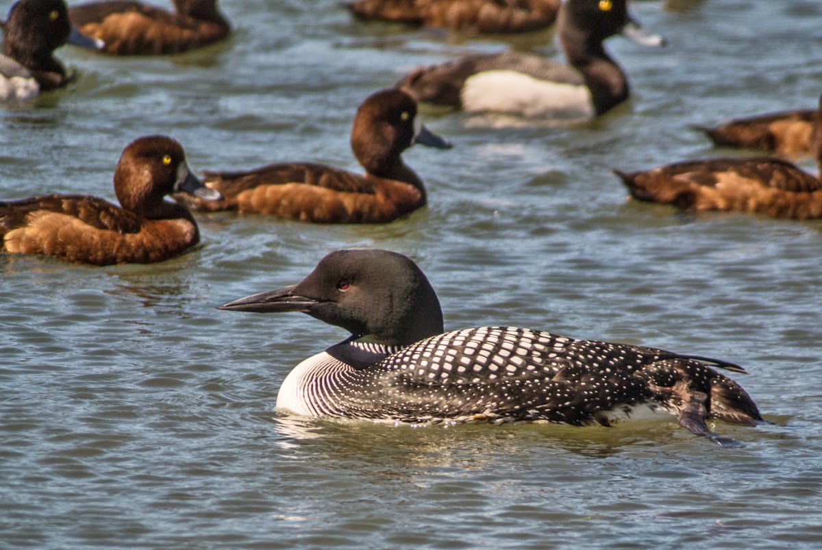 Len's Lens - Confessions of a digiscoper: Common Loon, aka Black-billed ...