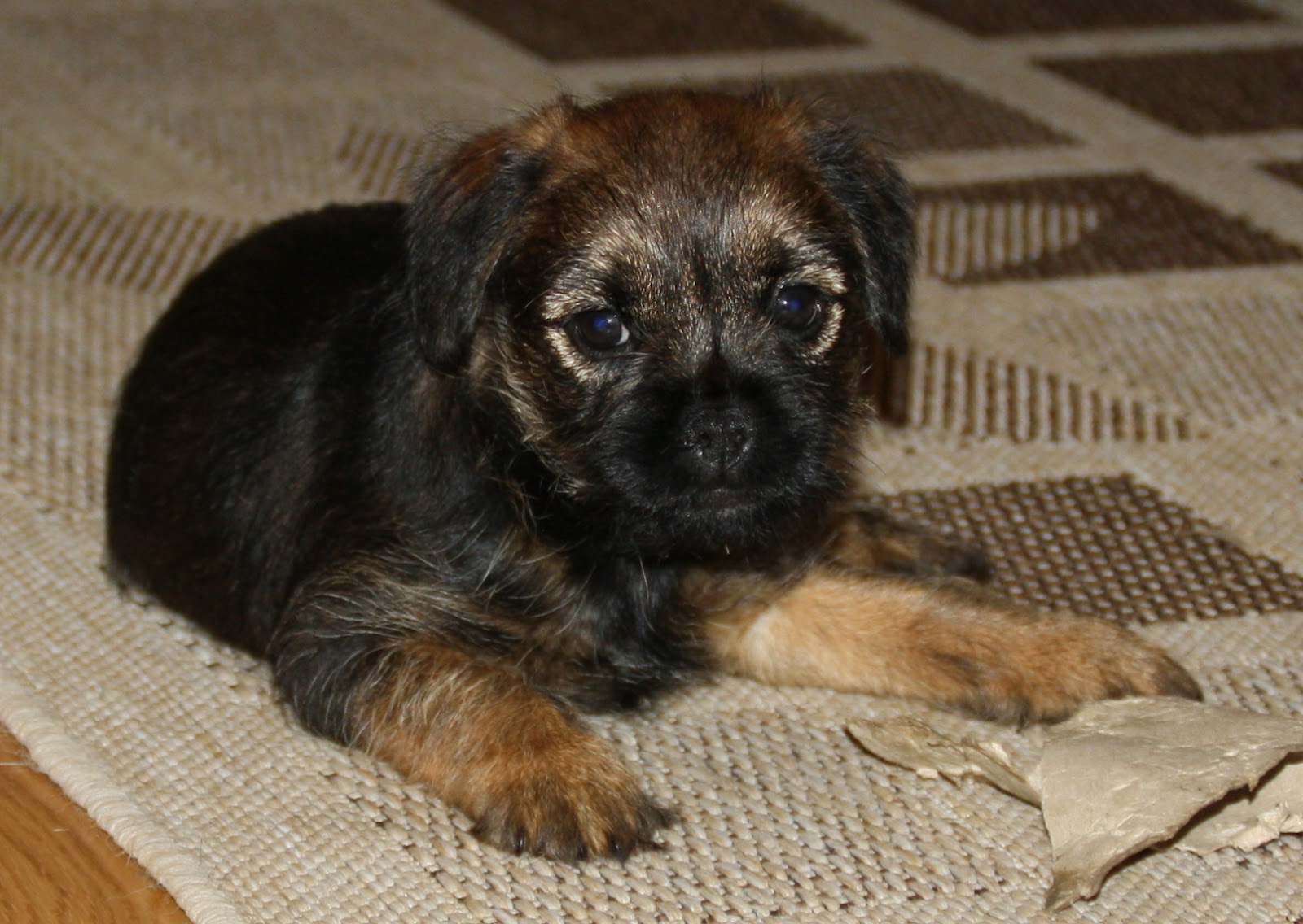 TOJTAS KENNEL: BORDER TERRIER VALPAR 7 VECKOR
