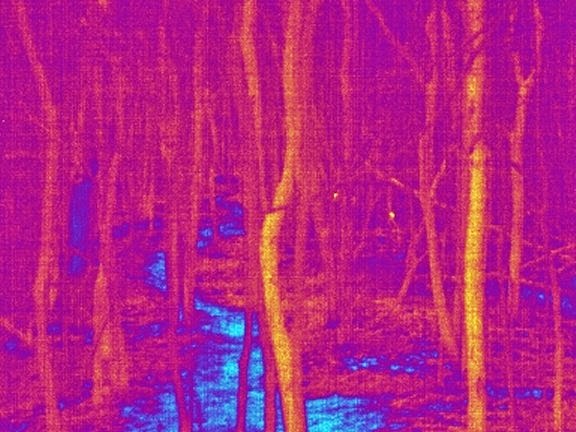 Infrared Birding: Welcome to Infrared Birding