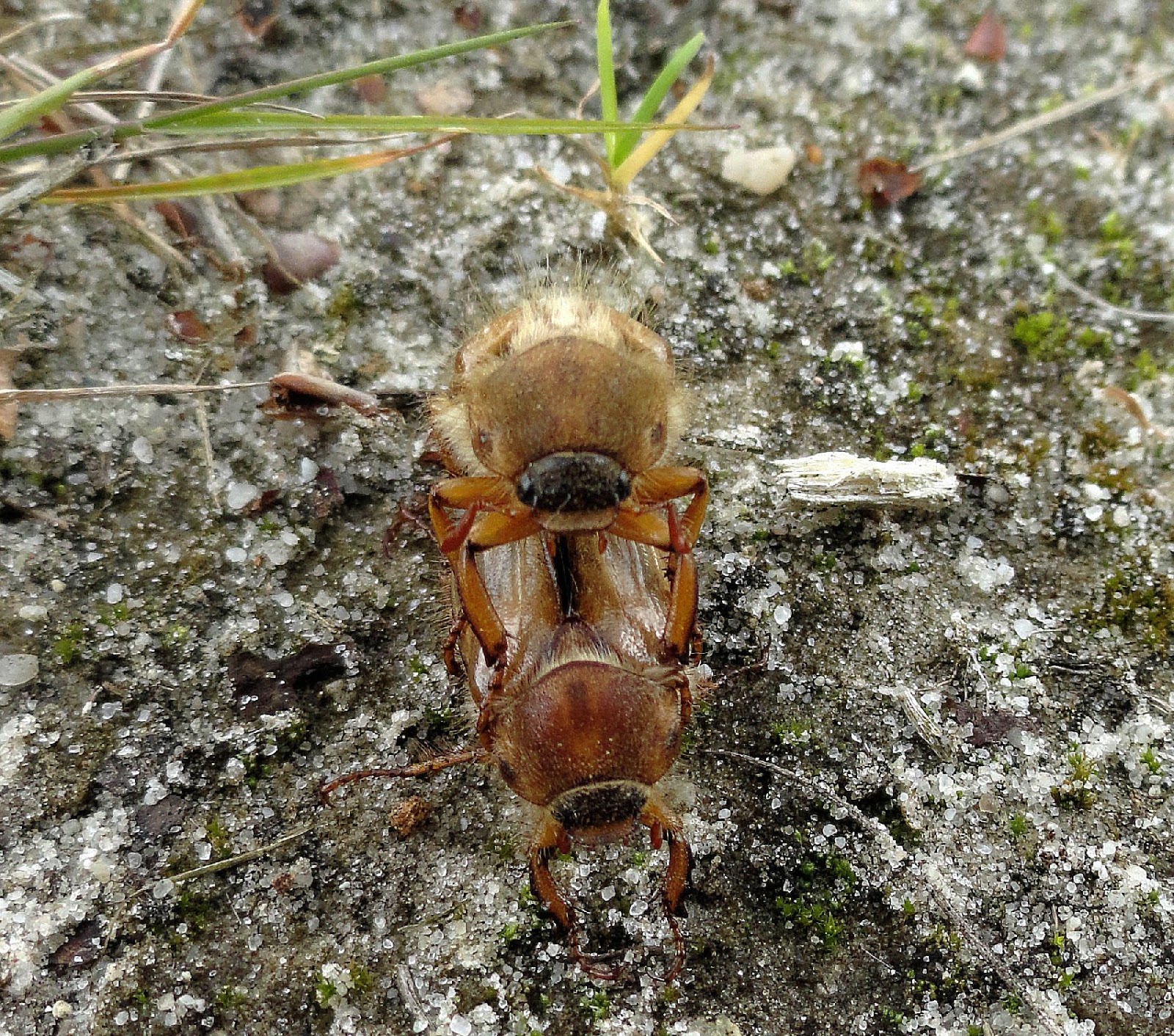 Weert en natuur: bruine veldsprinkhaan
