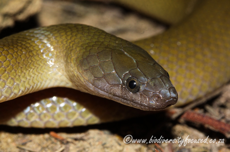 Life is short, but snakes are long: March 2018