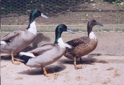 Breed Savers: Dutch Hook Bills - Preserving History