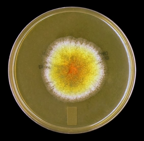 Fun With Microbiology (What's Buggin' You?): Eurotium herbariorum ...
