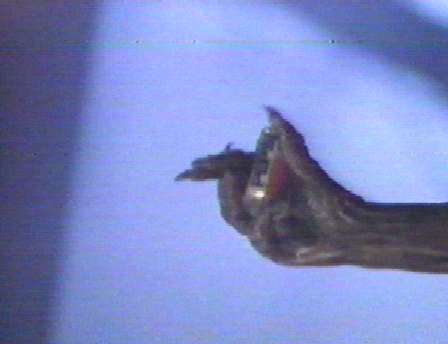 The Hannibal lecters Society