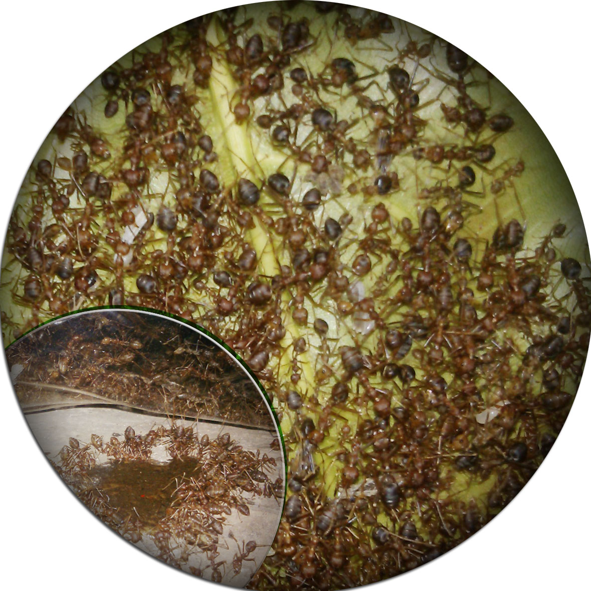 Seputar Ternak dan Budi Daya: MENGENAL LEBIH JAUH SEMUT RANGRANG