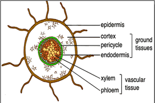 STRUKTUR DAN FUNGSI JARINGAN (ORGAN) PADA TUMBUHAN | Plengor Science
