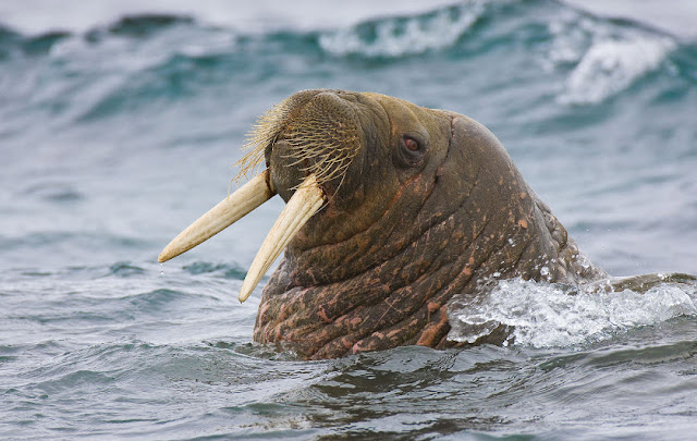 Walrus | The Biggest Animals Kingdom
