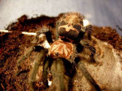 Bugs N Things: Other Tarantulas