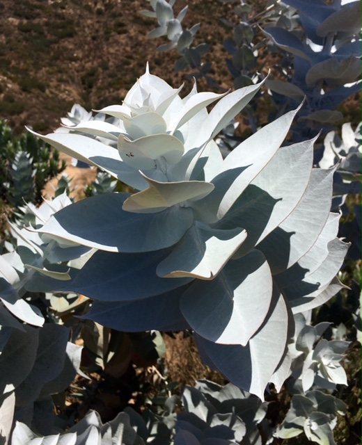 A Passion for Flowers: In the Field: Eucalyptus macrocarpa