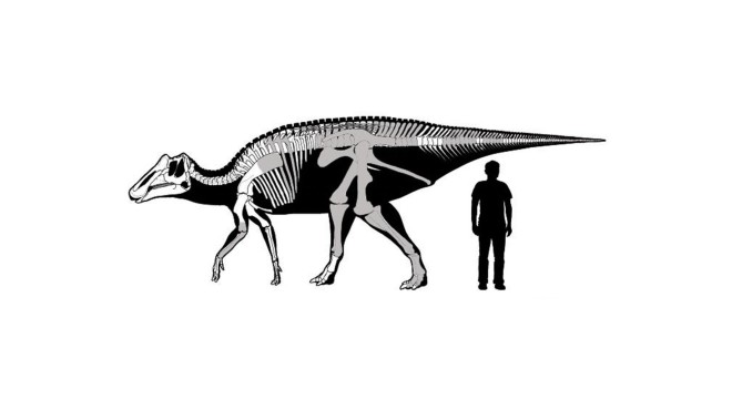 Fundacion Dinosaurios Cyl: Presentan en sociedad al dino hallado en ...