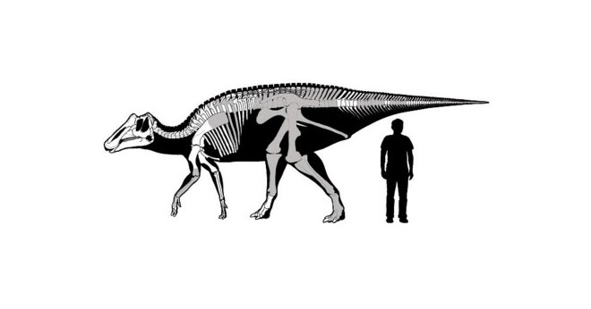 Fundacion Dinosaurios Cyl: Presentan en sociedad al dino hallado en ...