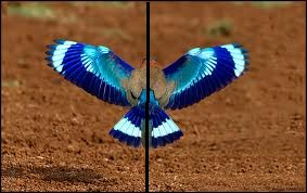 Geometry in Nature: Symmetry in Nature