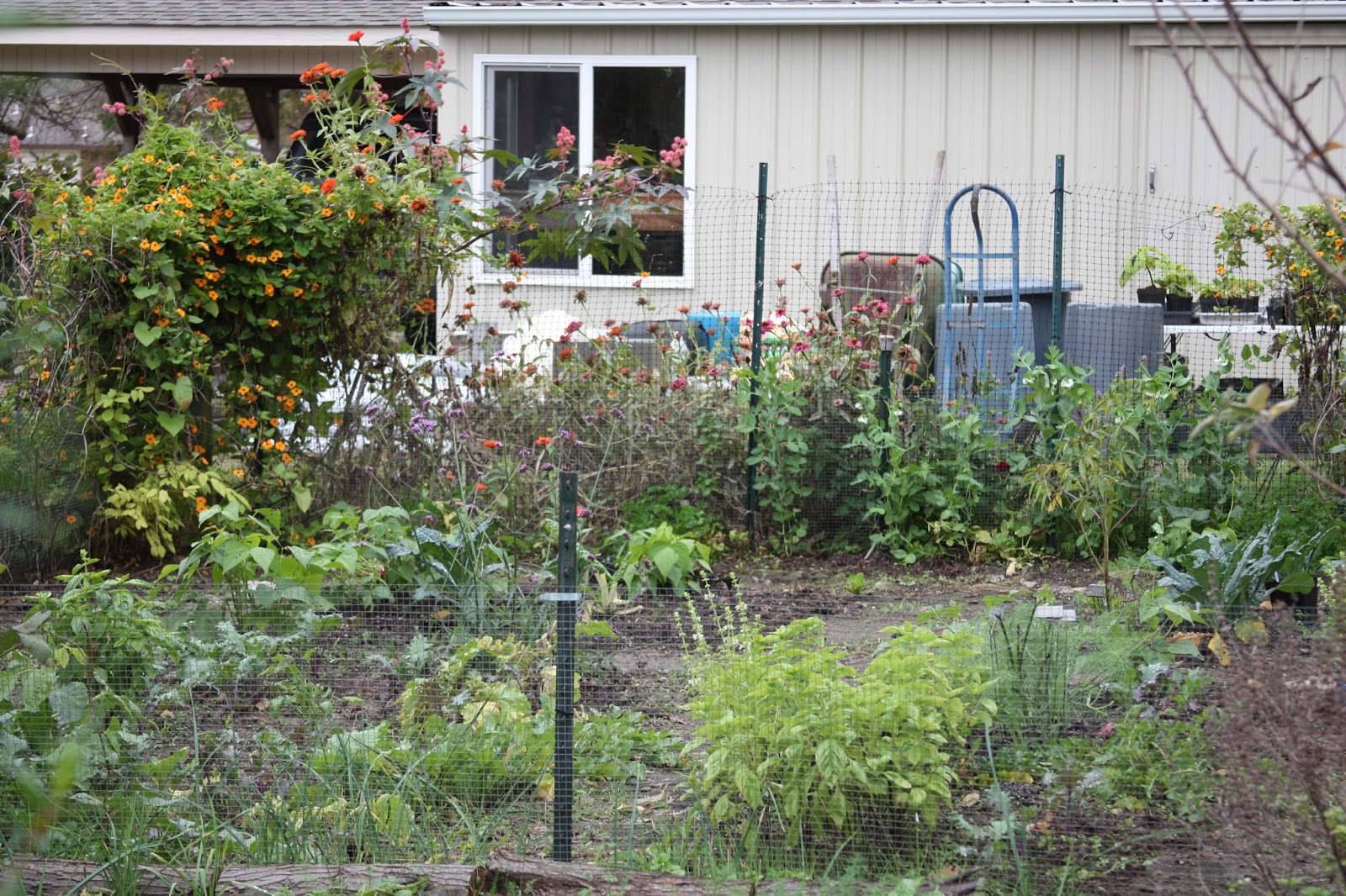 Blue Purple and Gray Our Early November Garden
