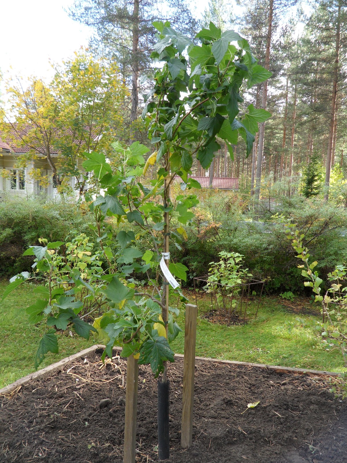 Toivolan puutarha: Rungollinen marjapensas