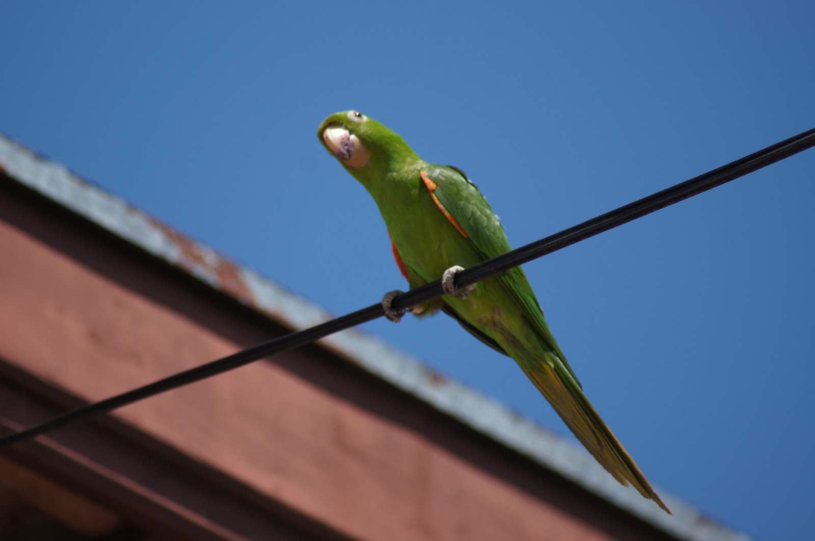 A Grande Maritaca Verde de Taubaté - SP: ..A Maritaca Verde em ...