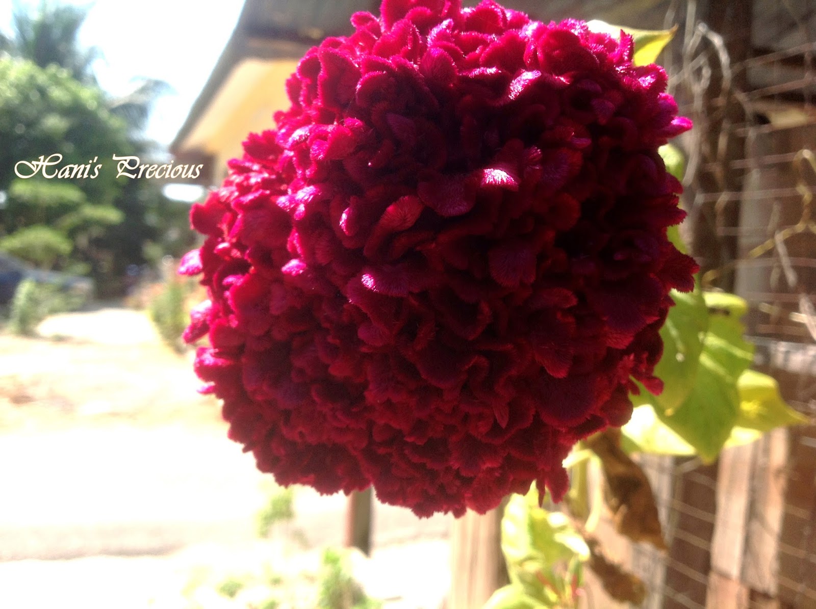 Hani's Precious: Bunga Balung Ayam