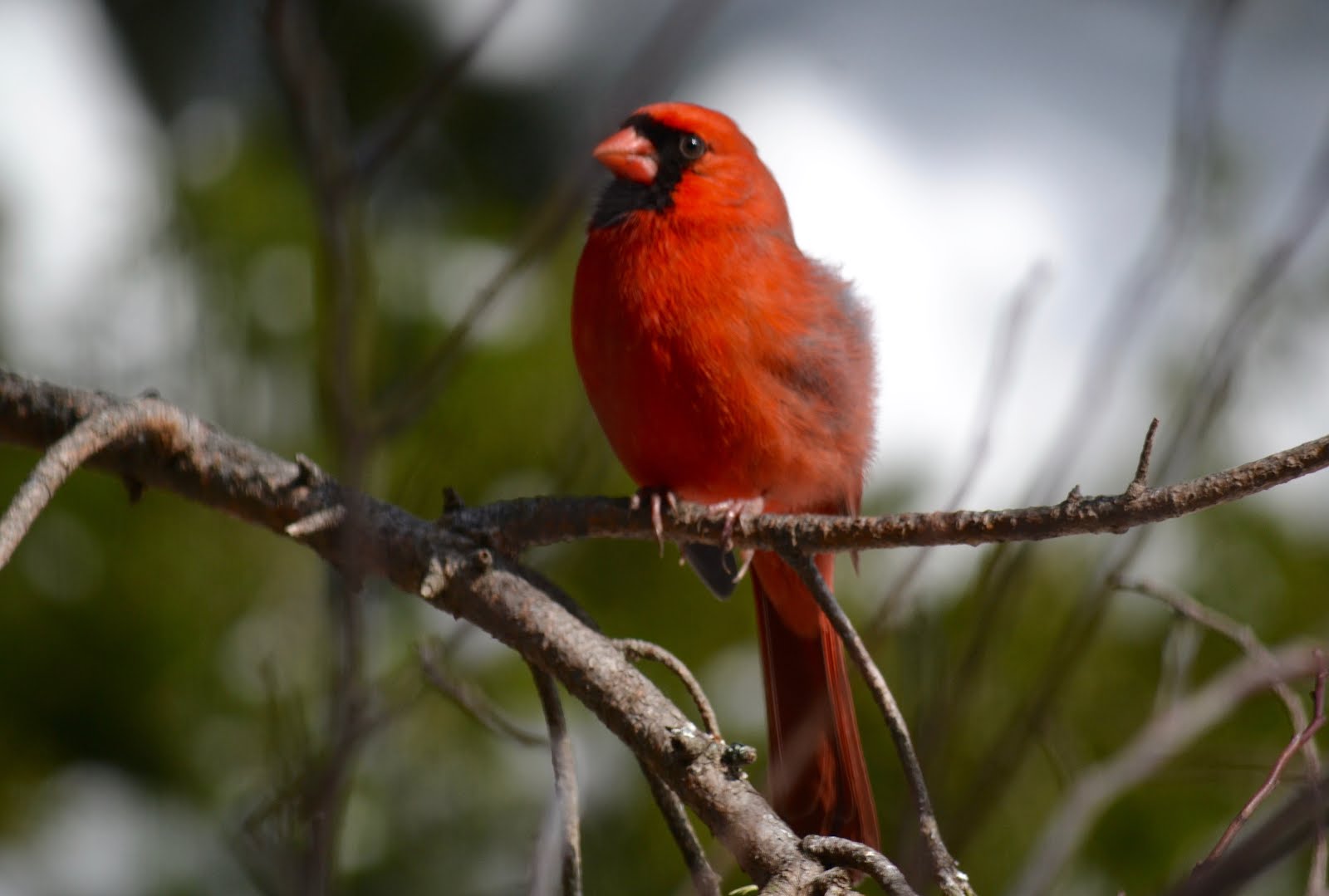 It's All About Purple: January 2016