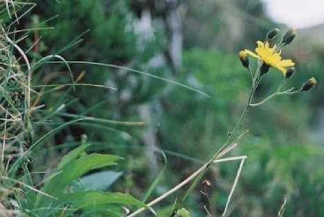 Jenny Eka Maryanty: bunga - bunga unik dan teraneh di dunia