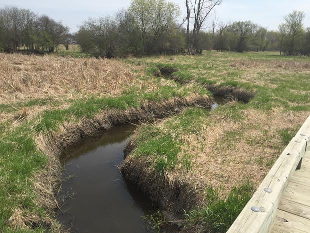 A Little Time and a Keyboard: Hiking in Cuba Marsh in Barrington
