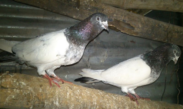 Rampuri Kabooter: Banke Kabooter