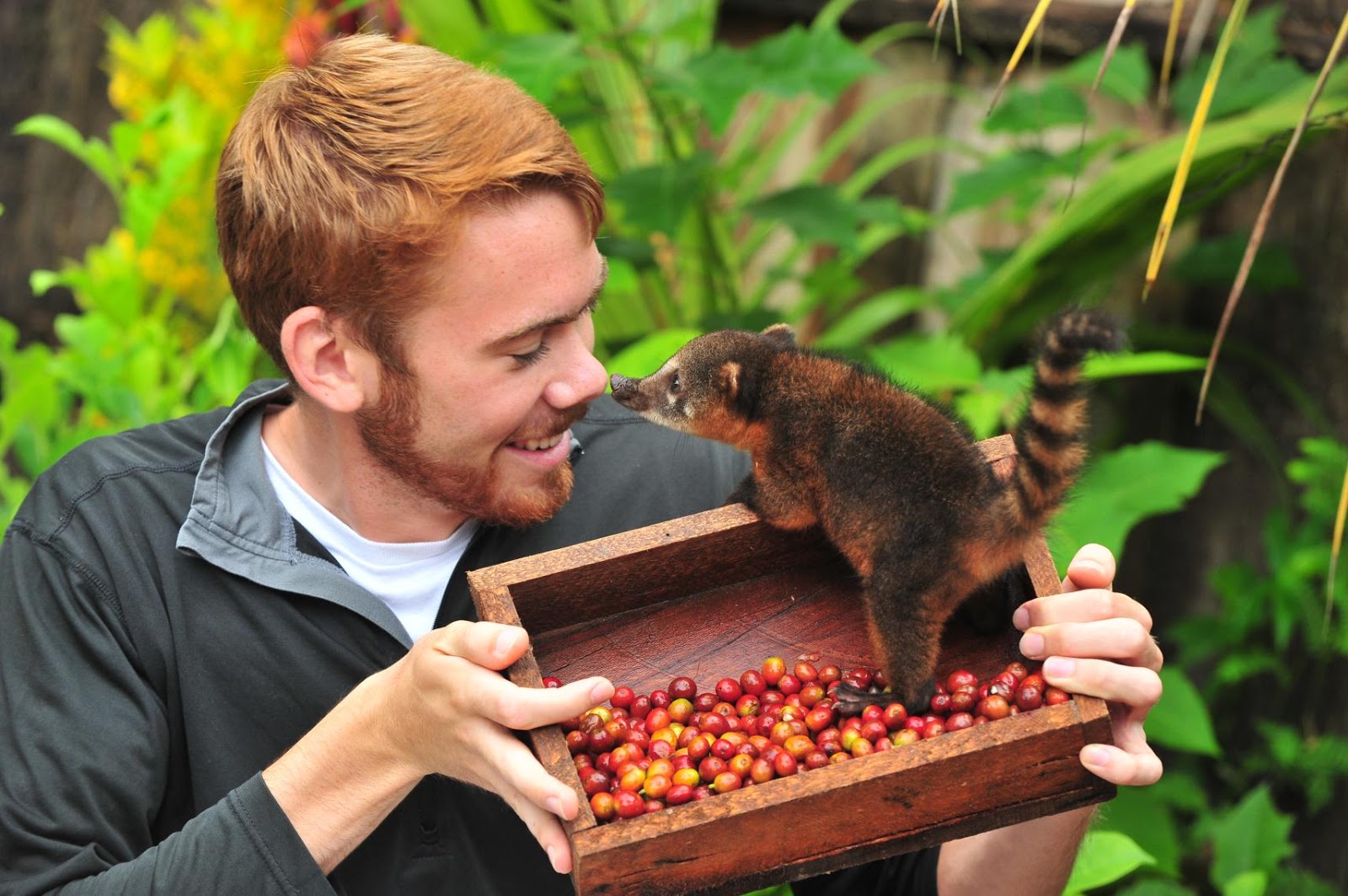 EL CORAZÓN DE LA MENTE: CIVETA, COATÍ, CAFÉ...