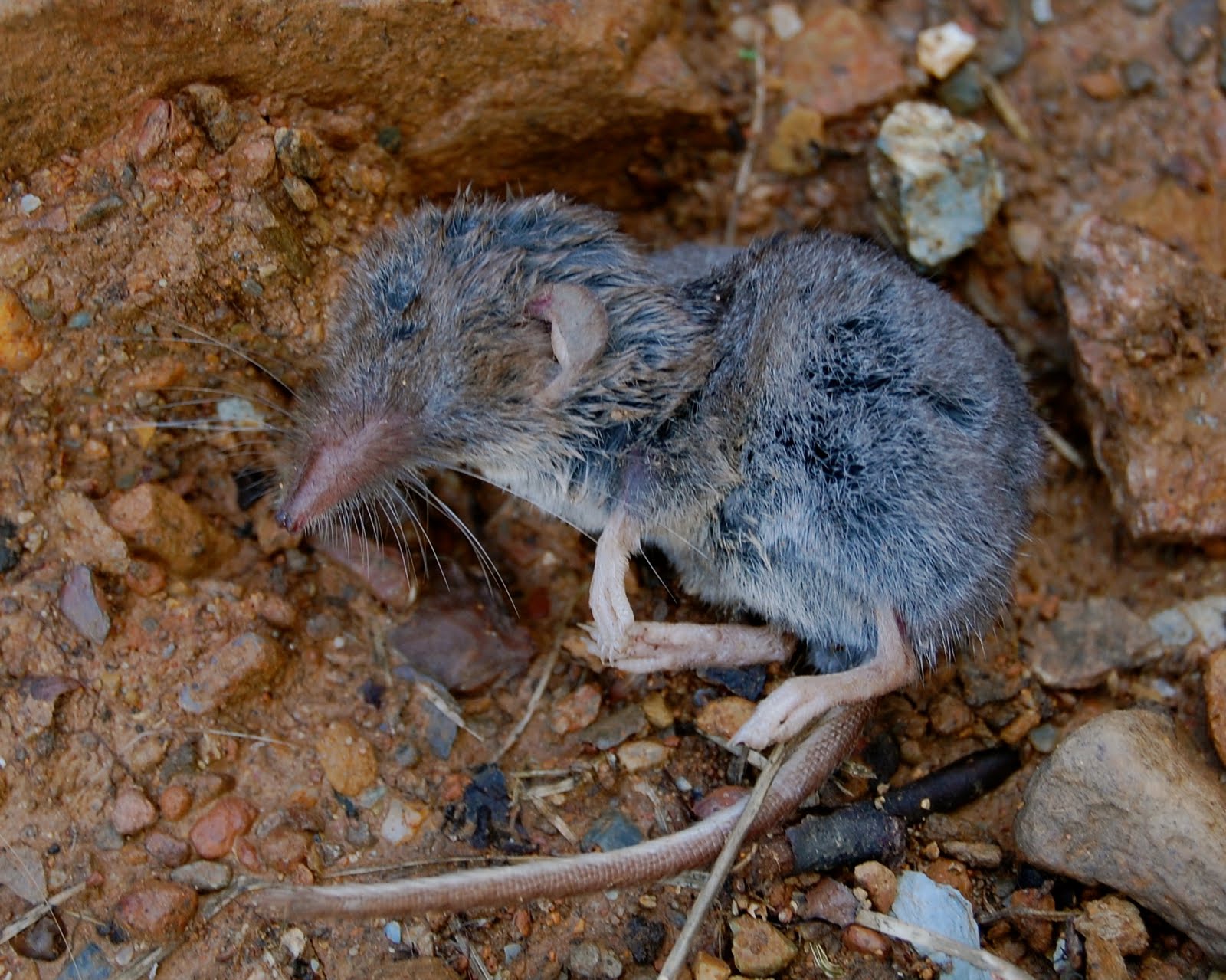 blackoaknaturalist: The Taming of the Shrew