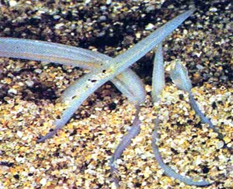 The Adventures of Michelle in the Environment(ENB): Amphioxus