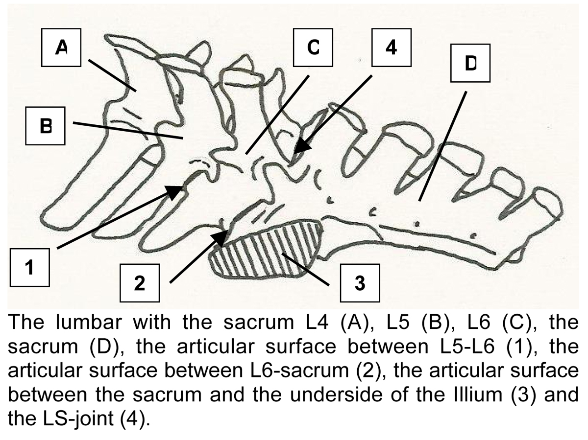 Musings at Minkiewicz Studios LLC: Equine Anatomy and Biomechanics: A ...