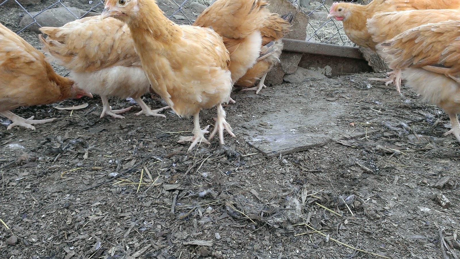 Our Journey: A chick with extra toes??