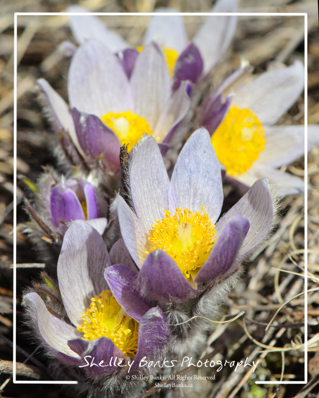 Prairie Wildflowers: It's Prairie Crocus Time on the Prairies