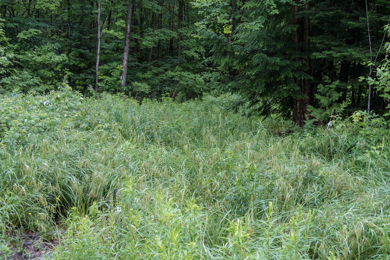 Eric's Hikes: Voyageur Trail: Harmony and Stokely Trails