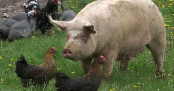 León de Nemea: Fábula de la gallina y el cerdo