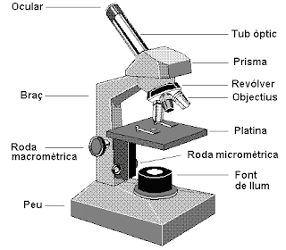 biologia blancadona 1r eso: Parts i funcionament del microscopi