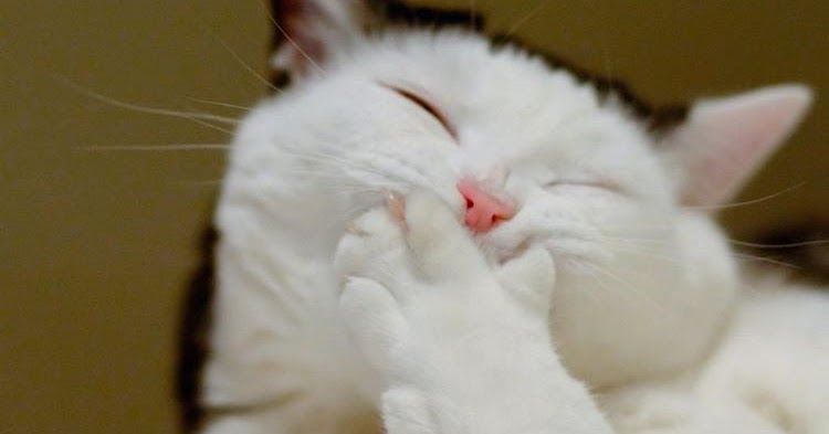 Videos Interesantes: Trate de No Reir con Estos Gatos