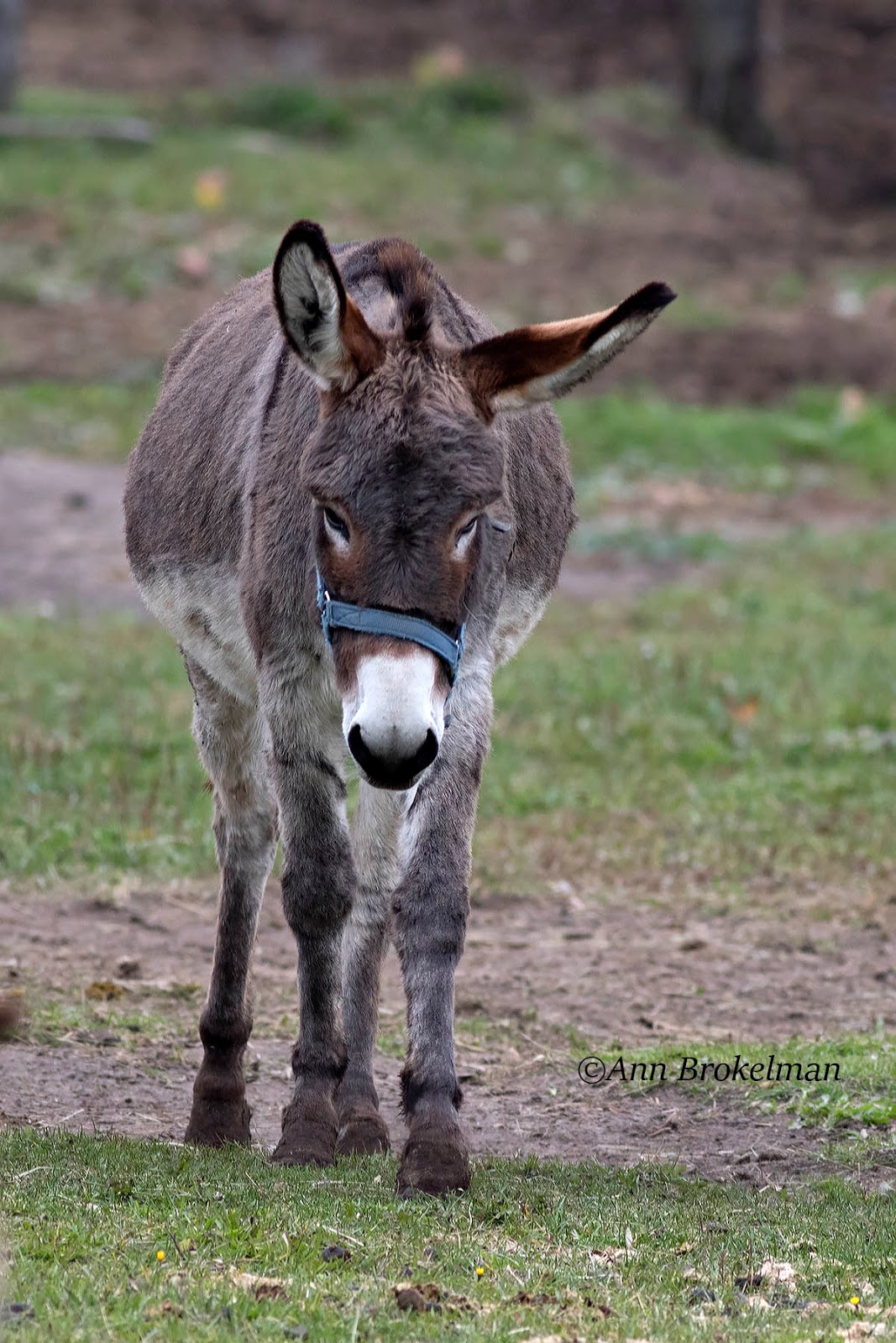 Ann Brokelman Photography: Donkeys on the back roads of Port Perry