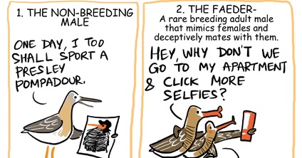 Green Humour: The Different Plumages of the Adult Male Ruff