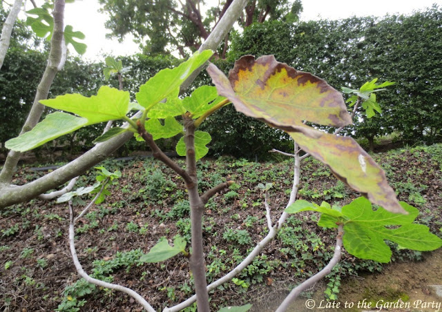 Late to the Garden Party: Finally, a little foliage color