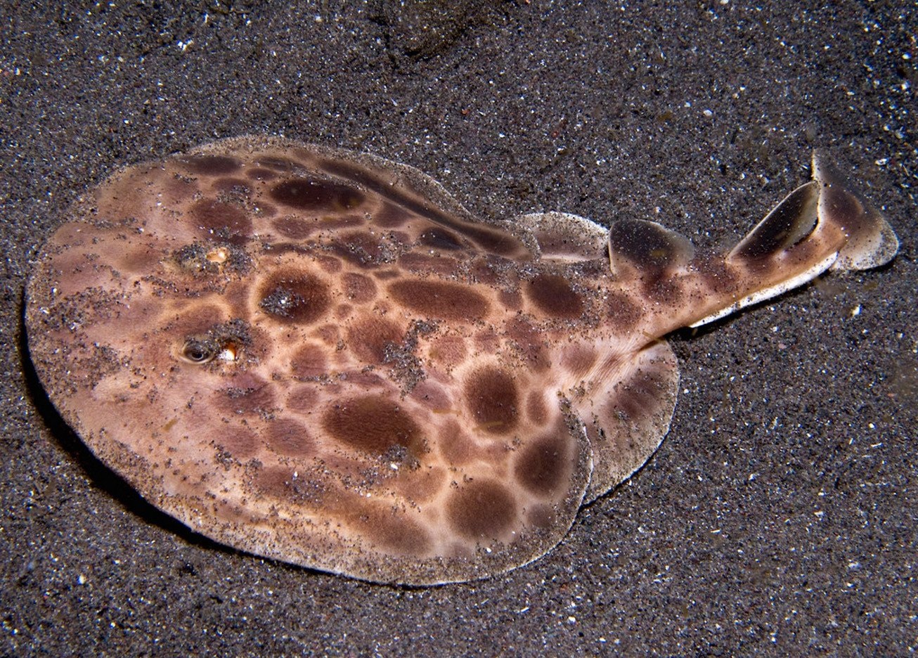 Species New to Science: [Ichthyology • 2016] Narcine baliensis • A New ...