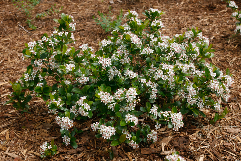 Proven Winners® ColorChoice® Plant of the Week: Plant of the Week: Low ...