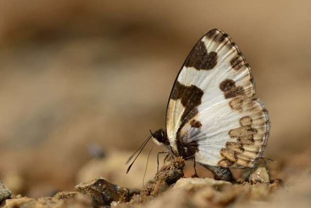 Beauty of Fauna and Flora in Nature: Butterflies @ Doi Chiang Dao ...
